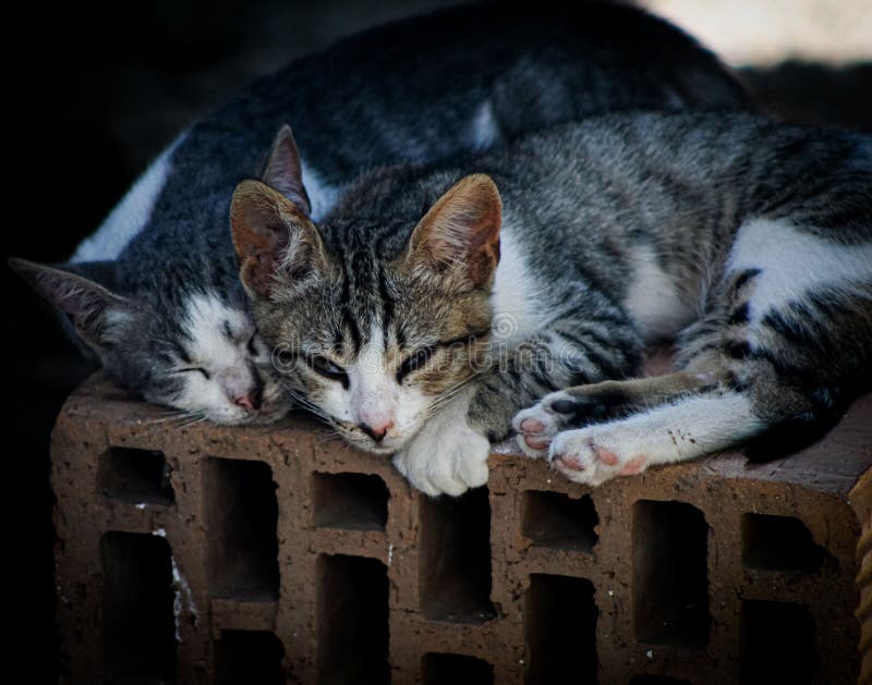 Closeup of Two Tabby Cats Lying Together on the Stone Outdoors Stock ...
