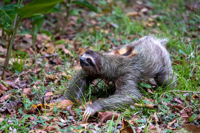 Ground Sloth Stock Photos - Free & Royalty-Free Stock Photos from ...