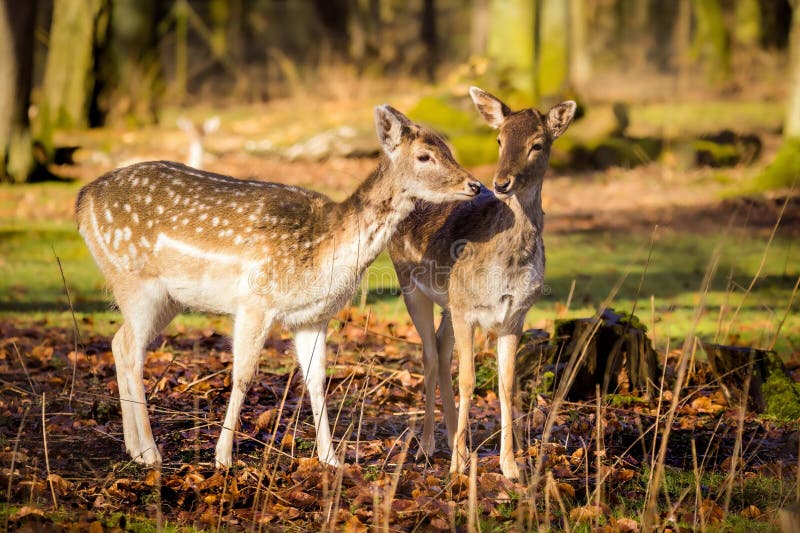 Closeup of Two White-tailed Deer Standing in a Vibrant Green Meadow ...