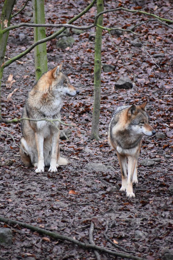 Closeup of Two Wild Wolves in a Forest in Germany Stock Photo - Image ...