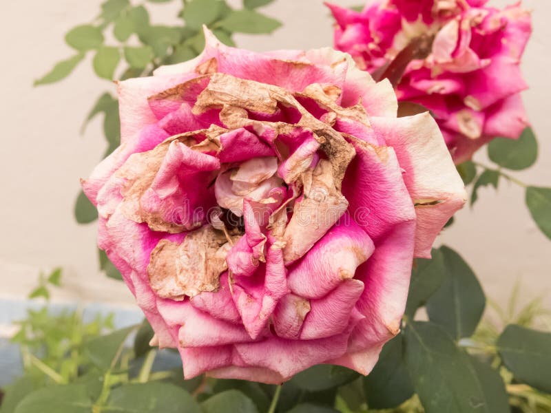 Withering Red Roses Isolated on White Background Stock Photo - Image of ...