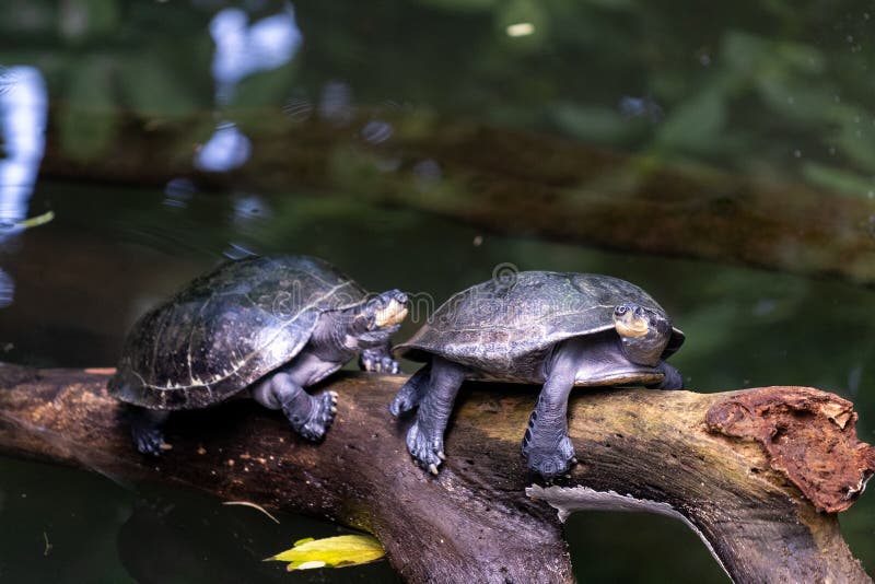 Closeup of Two Yellow-spotted River Turtle Stock Image - Image of ...