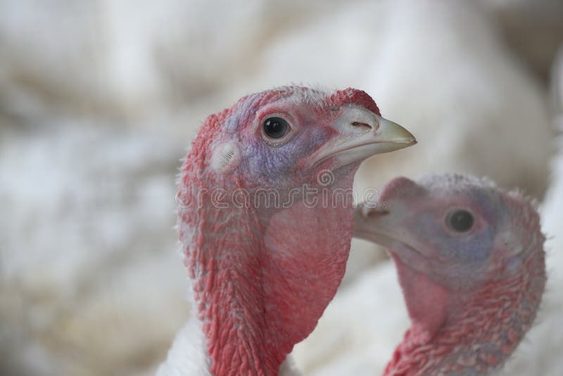 Closeup of Two Young Turkeys on a Farm Stock Image - Image of domestic ...