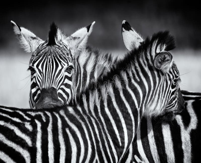 Pair of Zebra Grooming Each Other in Monochrome. Swaziland Stock Image ...
