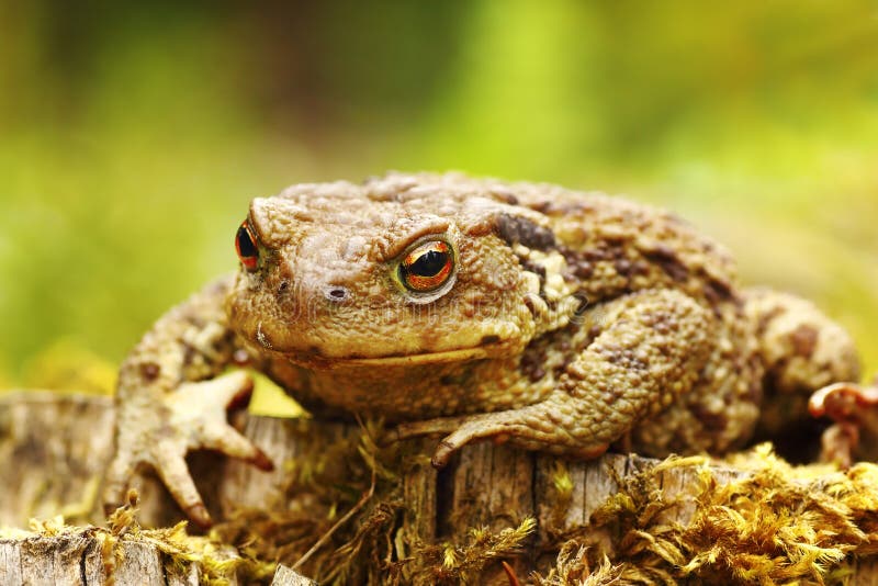 1,937 Toad Ugly Photos - Free & Royalty-Free Stock Photos from Dreamstime