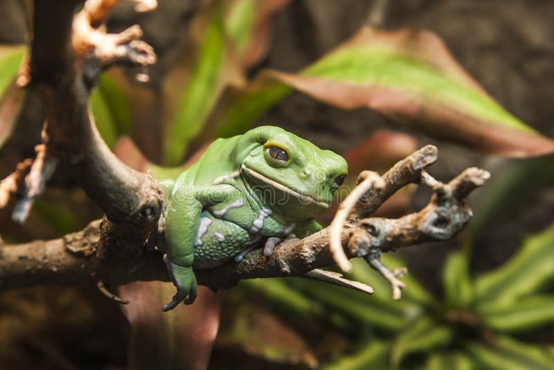 2,949 Ugly Frog Stock Photos - Free & Royalty-Free Stock Photos from ...