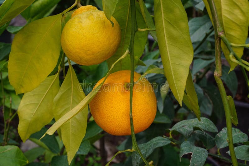 Closeup of Uncultivated Fresh Tangerine on the Tree Branch Stock Photo ...
