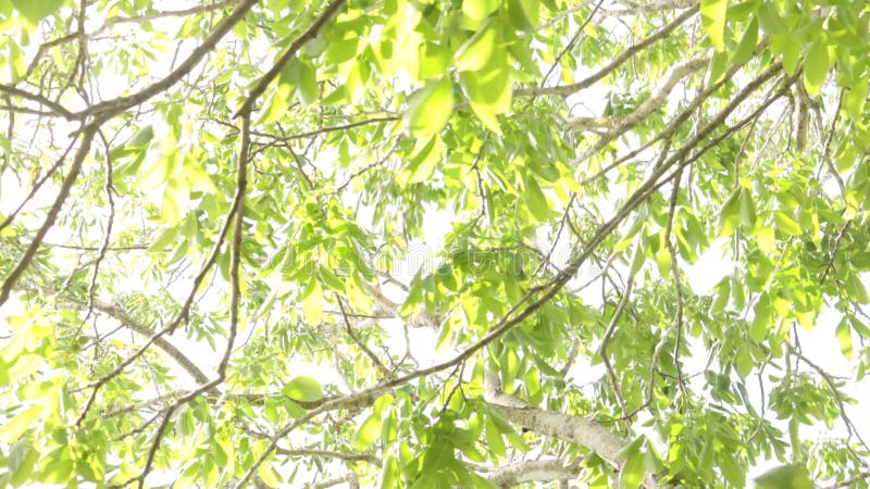Closeup Undershot of a Tree with Sunlight and Wind Waving Leaves Stock ...