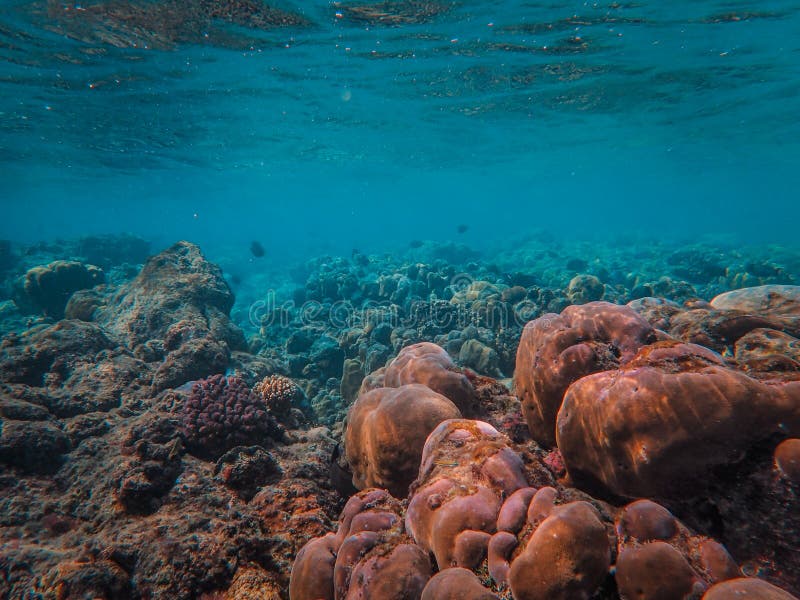 Closeup of the Underwater Rocks and Corals. Stock Photo - Image of dive ...