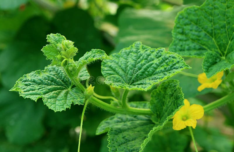 Closeup of Unique Texture and Pattern of Melon Fruit`s Leaf with Its ...