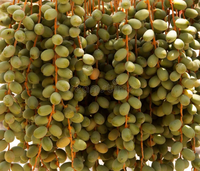 Green Unripe Dates Bunches in a Date Palm Tree Stock Image - Image of ...