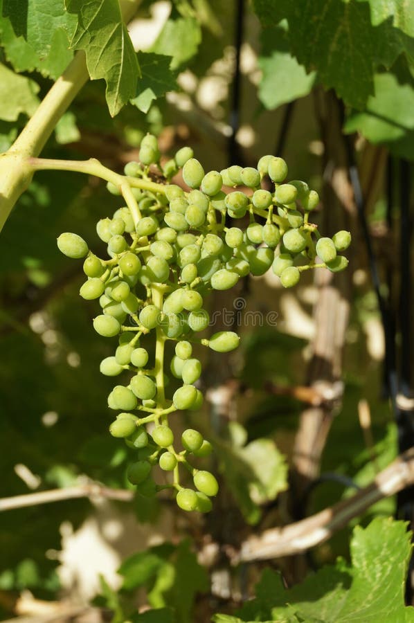 Closeup of Unripened Grapes Stock Image - Image of stalk, garden: 25681073