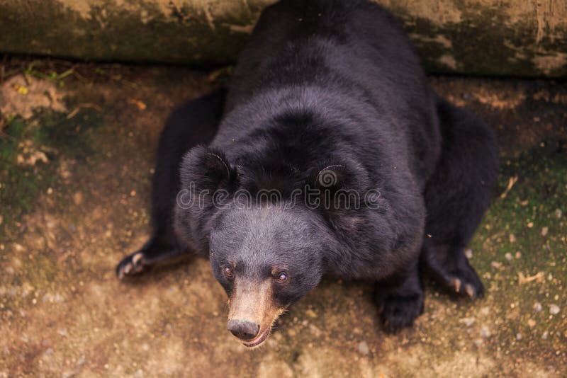 Closeup Upper View Black Bear Head in Zoo Stock Image - Image of grass ...