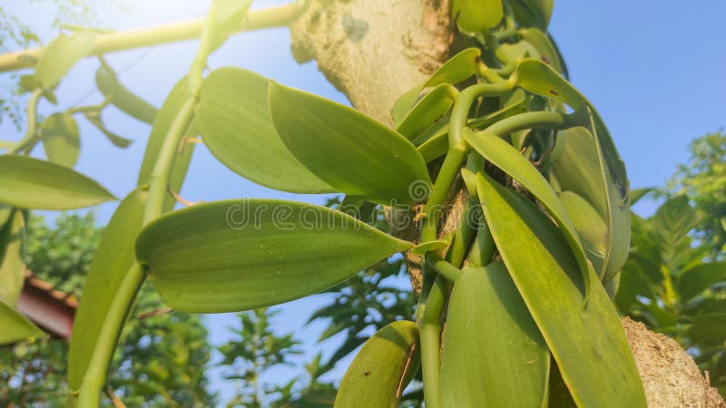 Closeup of Vanilla Leaves Tying a Tree. Aka Flat Leaf Vanilla Stock ...