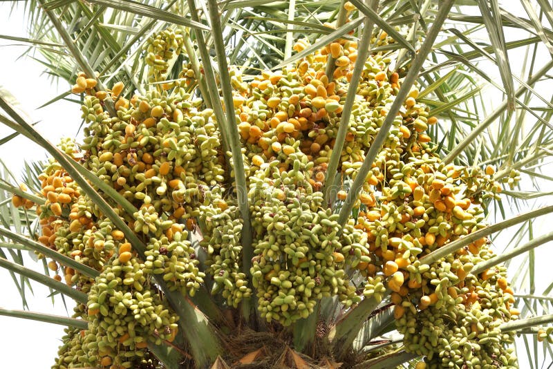 Closeup of the Varied Dates in a Tree Stock Image - Image of palmtree ...