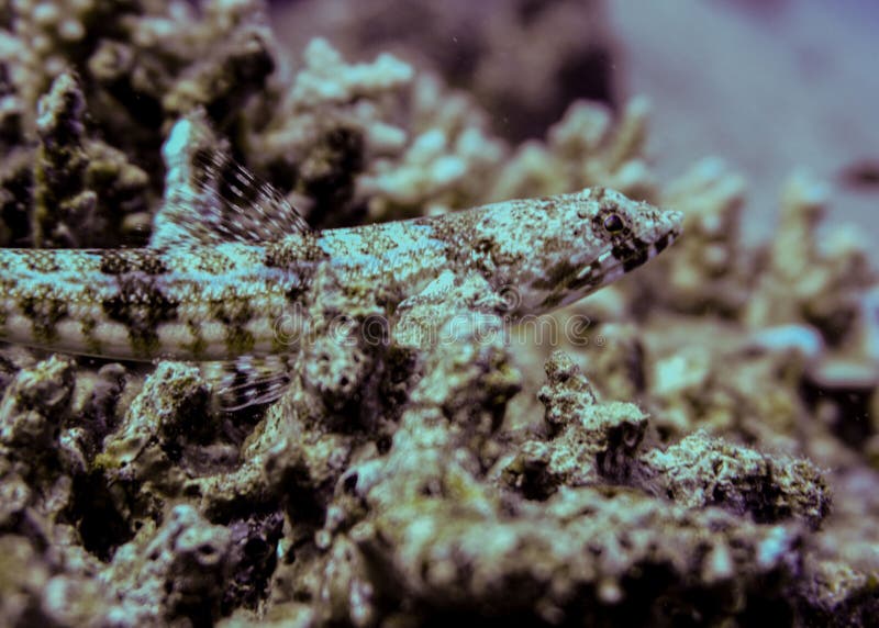Closeup of a Variegated Lizardfish Under the Water Stock Image - Image ...