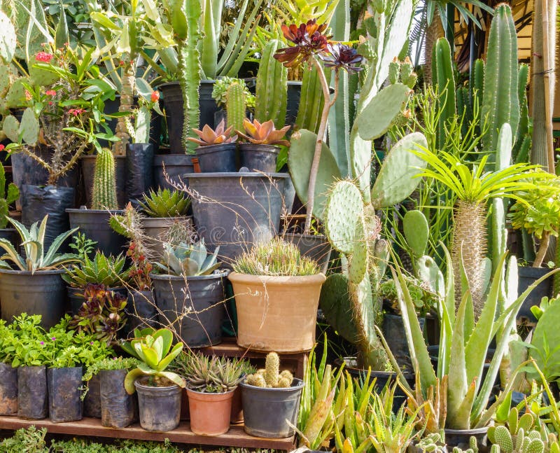 Closeup of a Variety of Cacti in Pots Stock Image - Image of natural ...