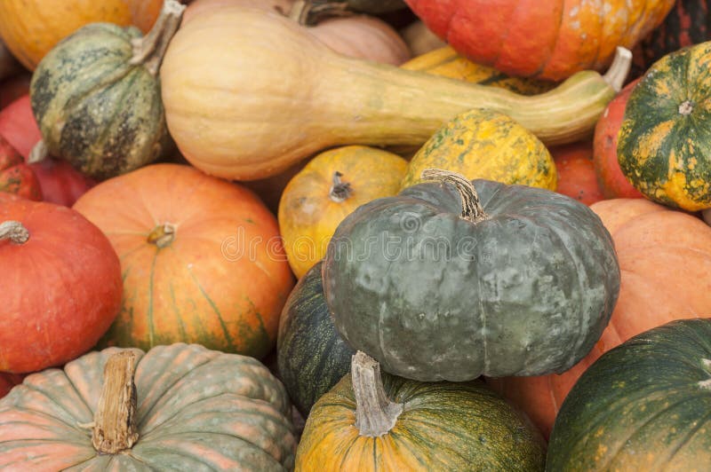 Various Pumpkins for Halloween Stock Image - Image of halloween ...