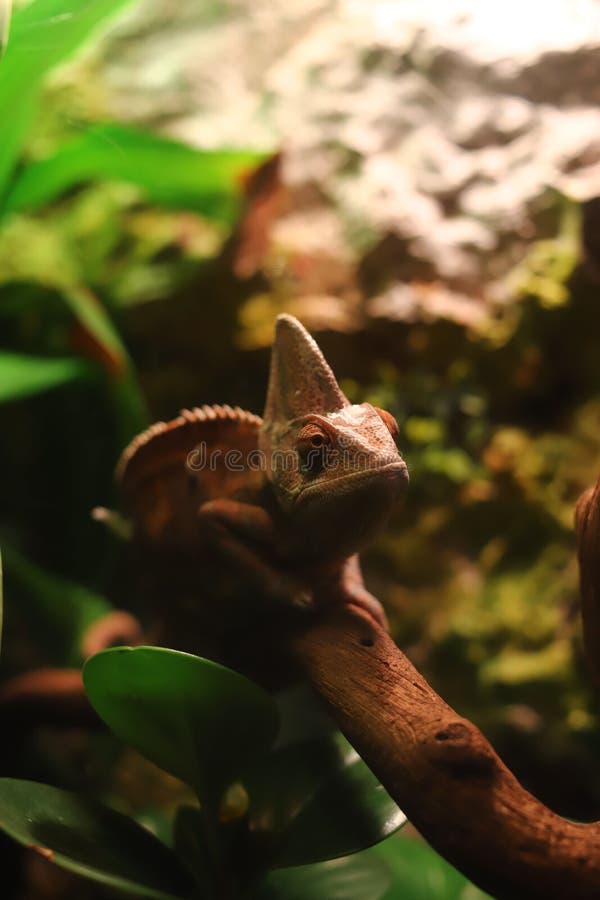 Closeup of Veiled Chameleon on the Tree Branch on the Blurred ...