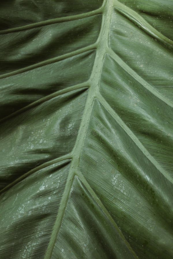 A Closeup of the Veins on an Alocasia Leaf, Closeup of the Texture and ...