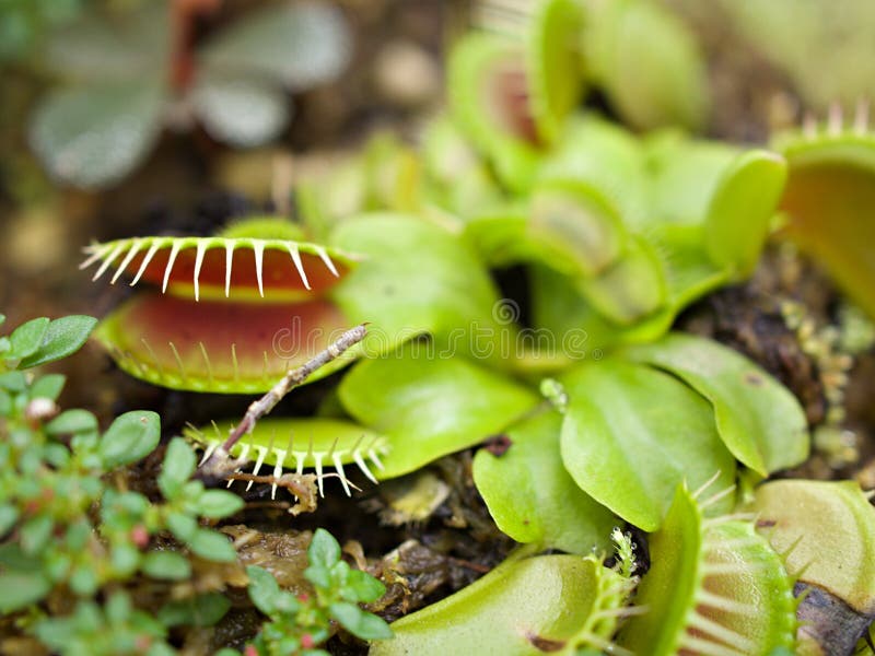 Closeup Venus Flytrap ,Insectivorous Plants ,Low Giant ,Dionaea ...