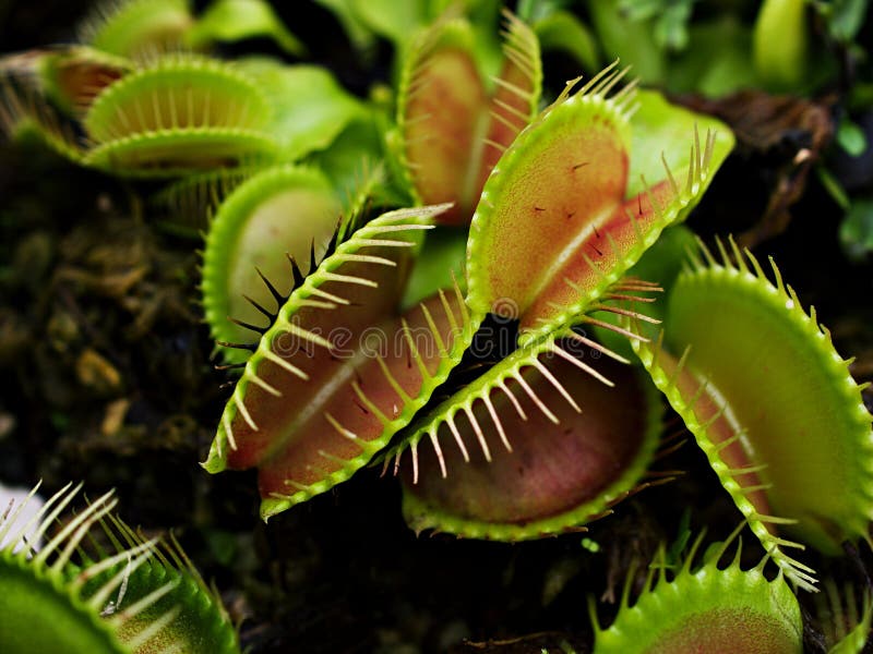 Closeup Venus Flytrap ,Insectivorous Plants ,Low Giant ,Dionaea ...