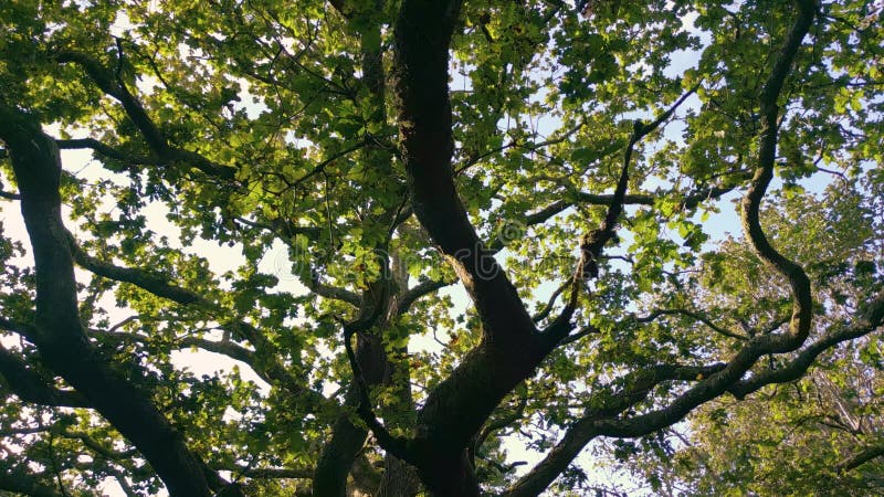 Closeup of Verdant Oak Tree in the Forest Greenery. Arc Shot Stock ...