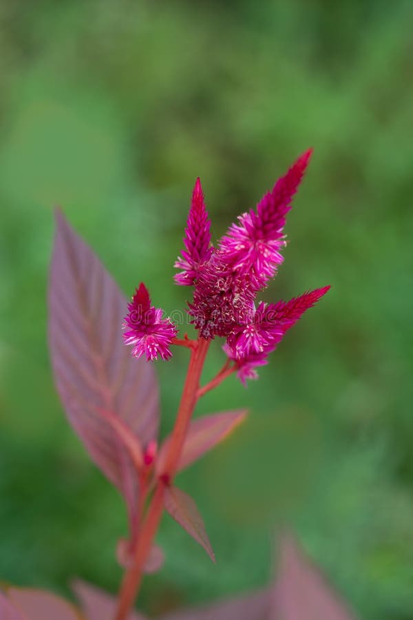 Plumed cockscomb closeup stock image. Image of celosia - 197486853
