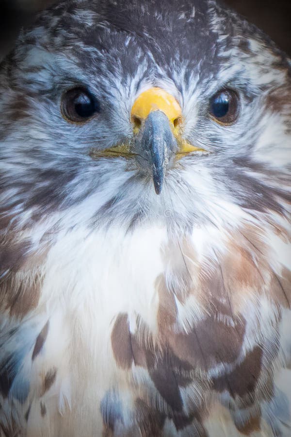Closeup Portrait of a Common Buzzard Stock Photo - Image of feathers ...