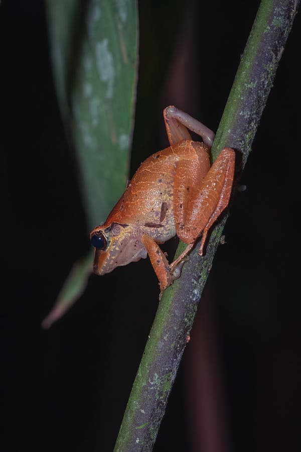 Closeup Vertical Shot of a Beautiful Tiny Frog Sitting on a Tree Branch ...