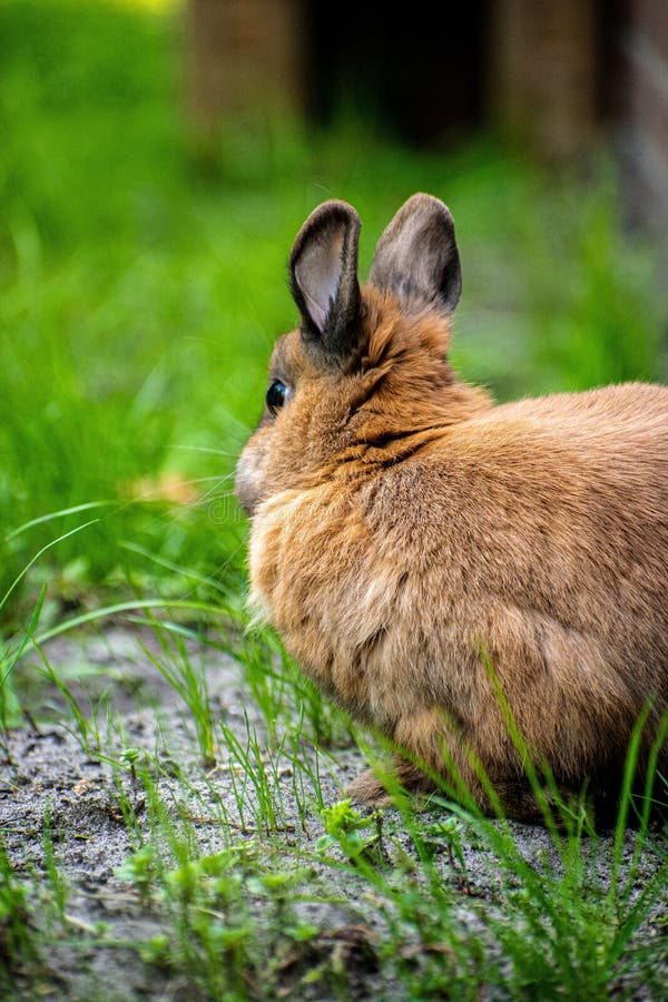 Closeup Vertical Shot of a Brown Rabbit on the Grass Stock Image ...