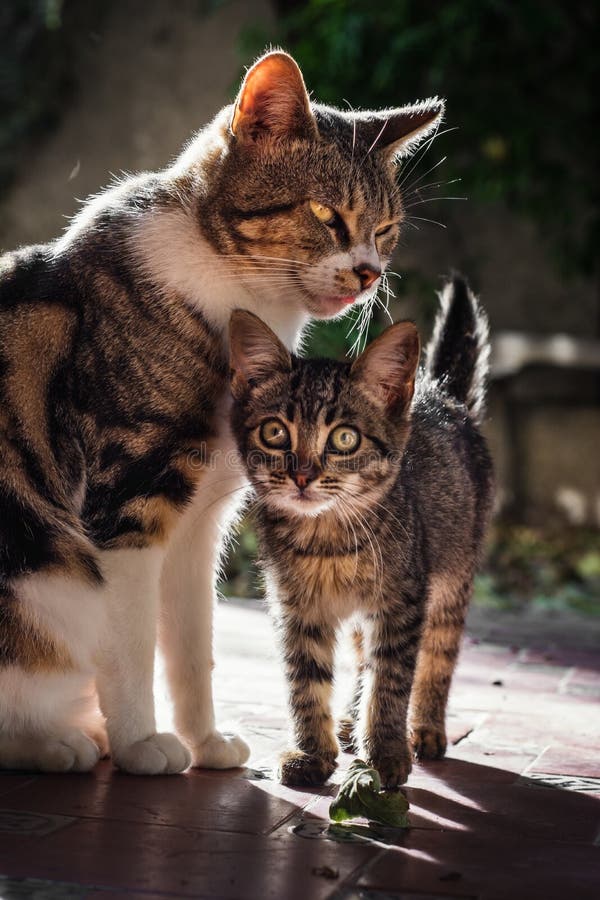 Closeup Vertical Shot of a Cat and a Cute Gray Kitten Stock Image ...