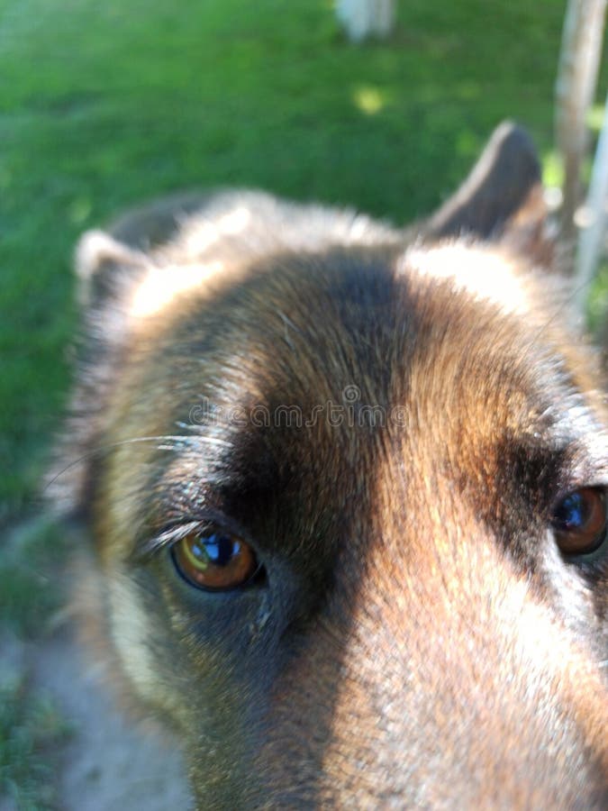 Closeup Vertical Shot of a Dog Looking at the Camera Stock Photo ...