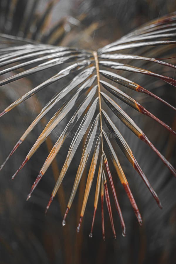 Closeup Vertical Shot of a Dried Saw Palmetto Stock Photo - Image of ...