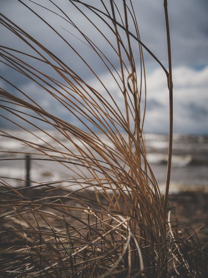 Closeup Vertical Shot of a Dry Grass Blowing in the Wind Stock Image ...