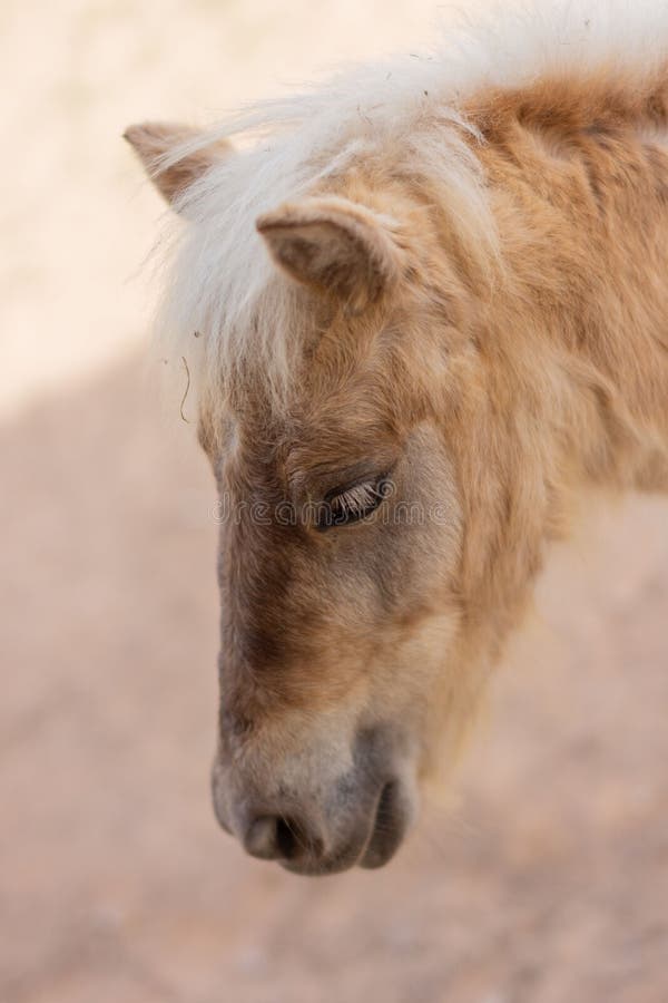 Closeup Vertical Shot of the Horse in the Zoo Stock Photo - Image of ...