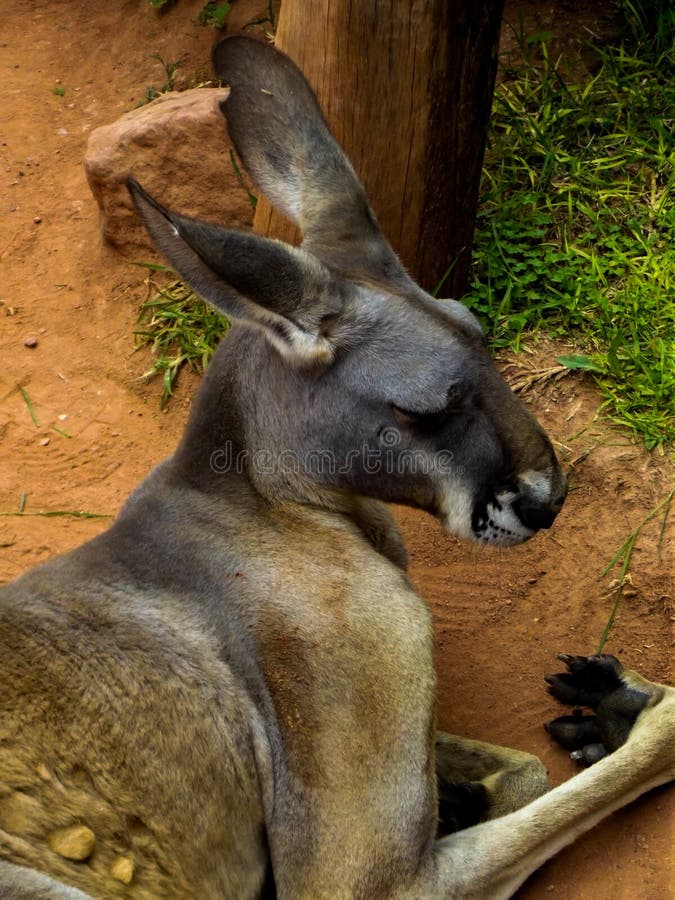 Closeup Vertical Shot of a Kangaroo Sitting on the Ground during ...