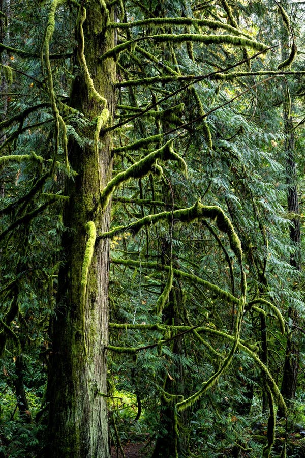 Closeup Vertical Shot of Moss-covered Tree Branches in Sooke, Vancouver ...