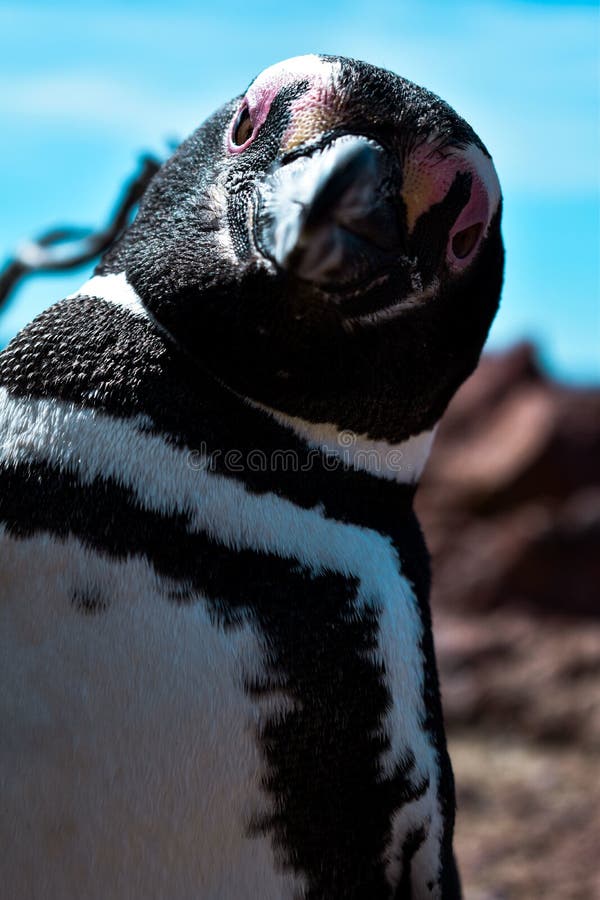 Closeup Vertical Shot of a Penguin Looking at the Camera Stock Image ...