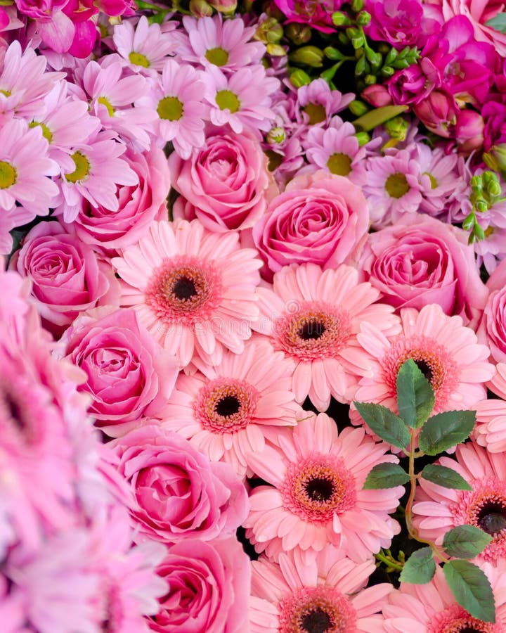 Pink daises stock photo. Image of blossom, pink, gerbera - 756488