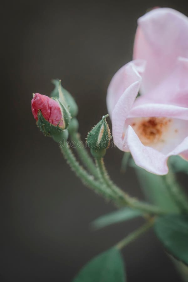 Closeup Vertical Shot of a Pink Rosebud and a Blooming Rose with a Soft ...