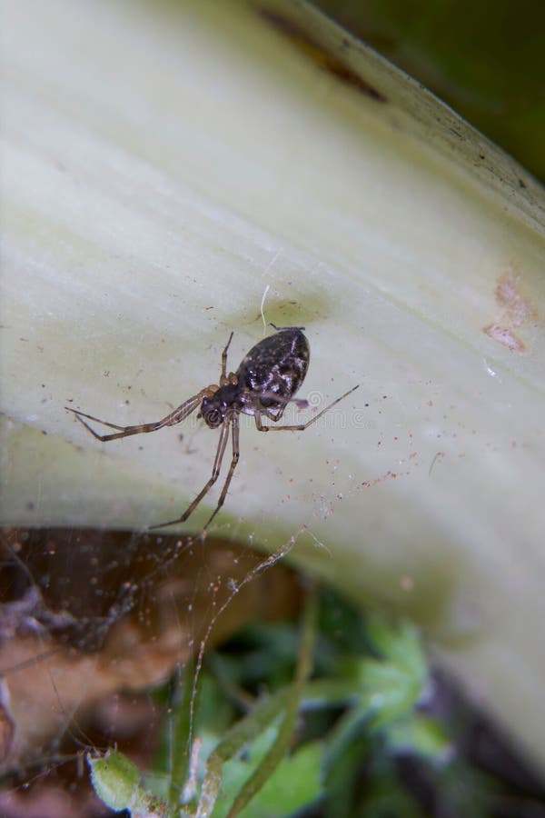 Closeup Vertical Shot of a Spider on Top of a Leaf Stock Image - Image ...