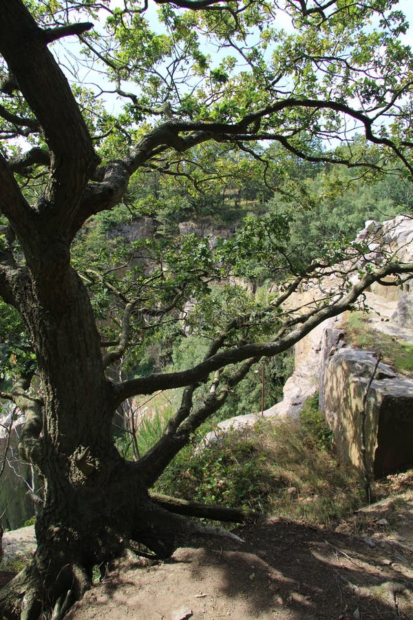 Closeup Vertical Shot of a Tree with Long Branches on a Cliff in ...