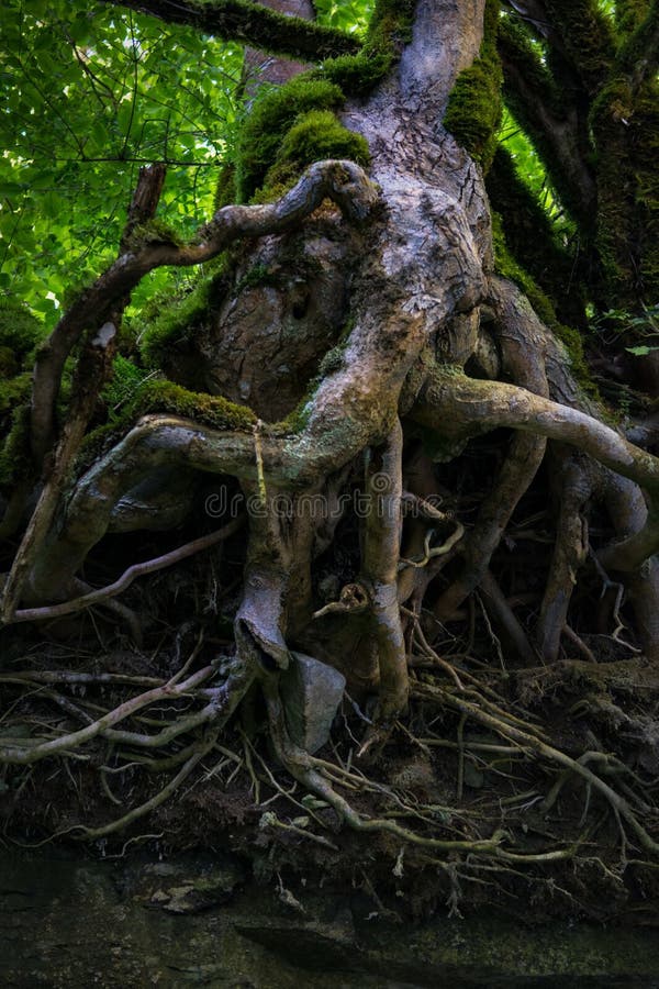 Closeup Vertical Shot of Tree Trunk Roots Stock Photo - Image of root ...