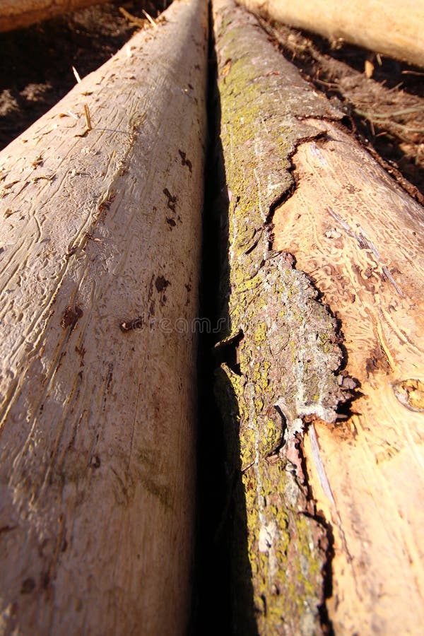 Closeup Vertical Shot of Two Long Wood Logs Stock Image - Image of ...
