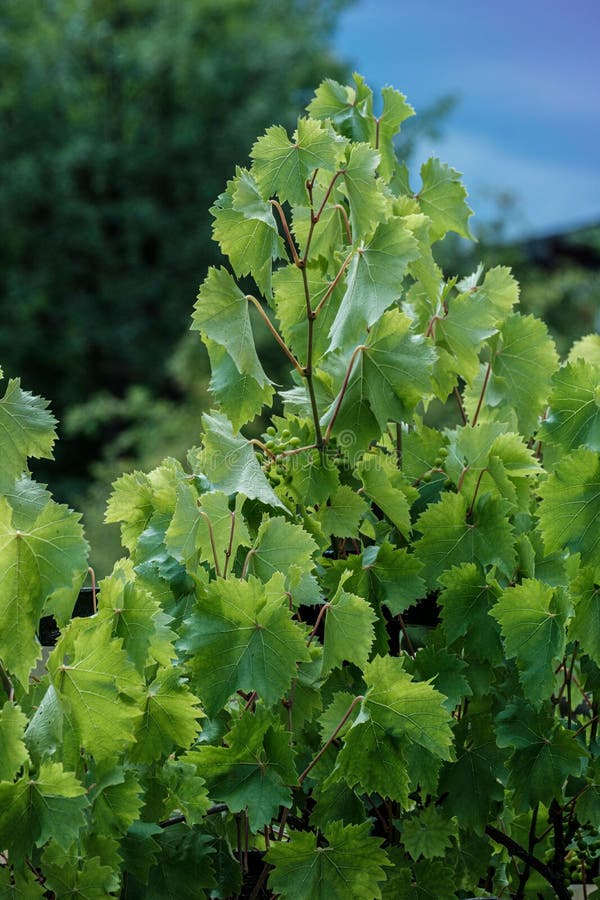 Closeup Vertical Shot of Vine Leaves on the Tree Branch Stock Photo ... Closeup Vertical Shot of Vine Leaves on the Tree Branch Stock Photo ...