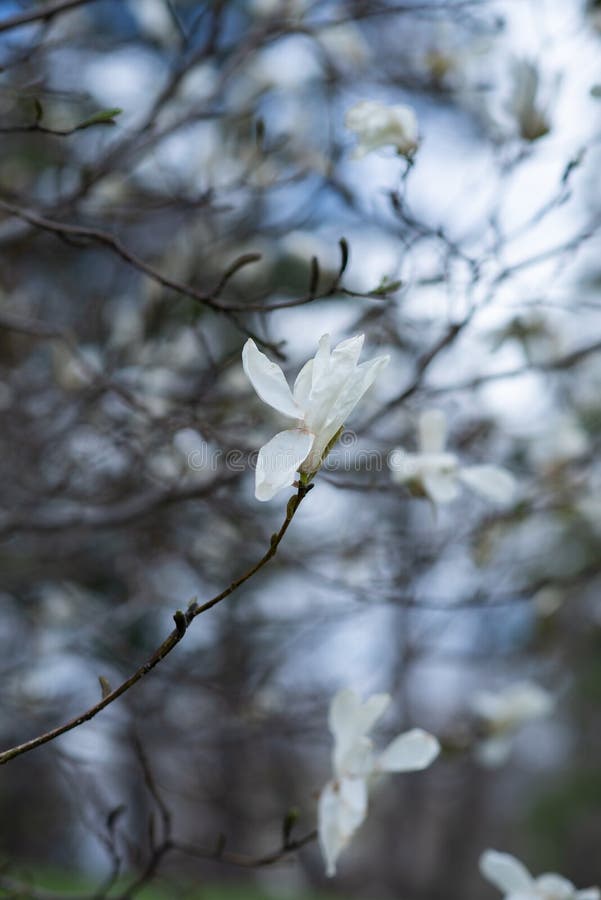 Closeup Vertical Shot of a White Flower Growing on a Tree Branch Stock ...