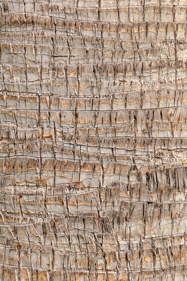 170 Seamless Palm Tree Trunk Texture Stock Photos - Free & Royalty-Free Stock Photos from Dreamstime
