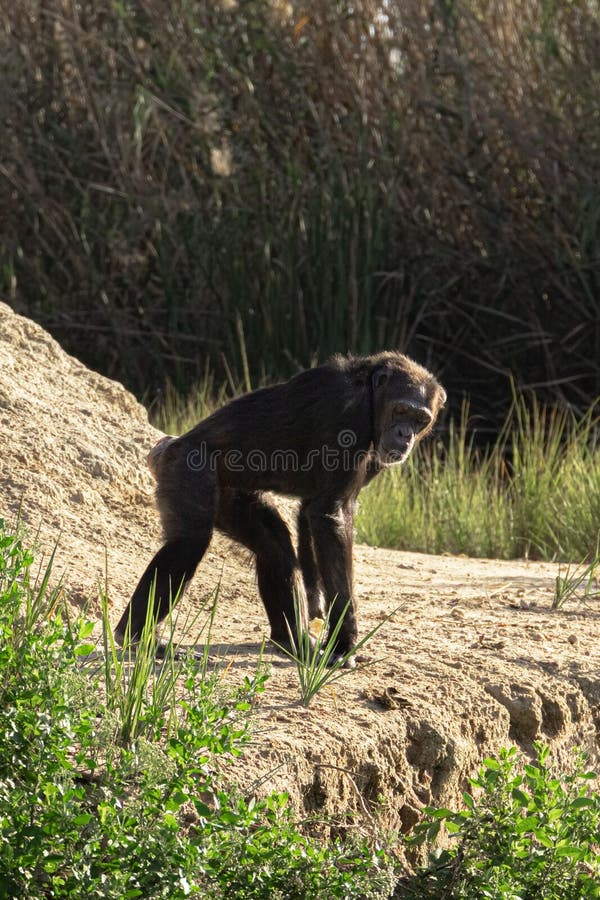 Closeup Vertical View of a Chimpanzee Looking To the Camera Stock Photo ...