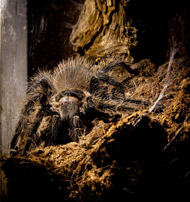 Closeup of a Very Large Spider with Hairy Body Stock Photo - Image of ...